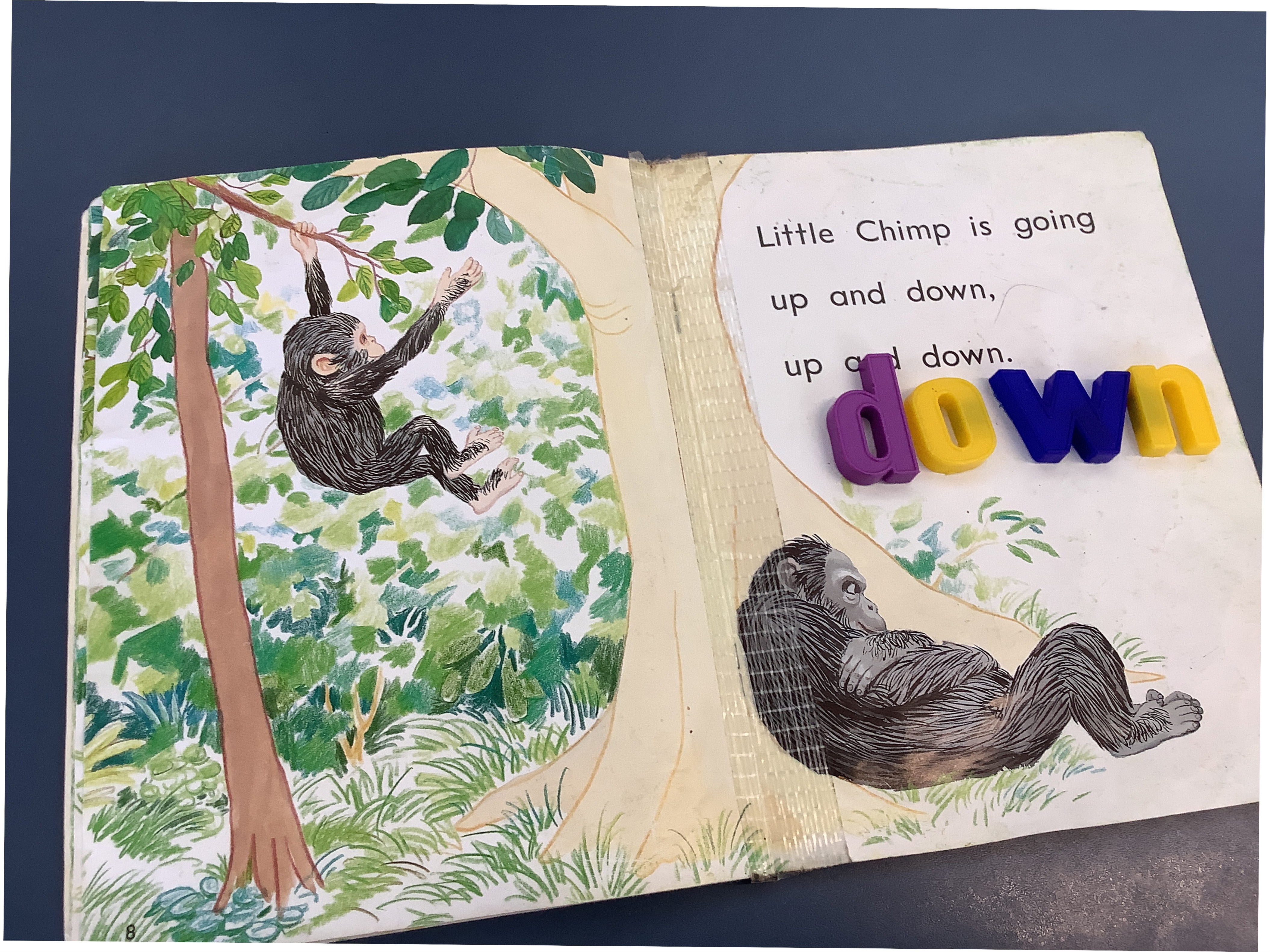 Little Chimp – Leylah @ Pt England School